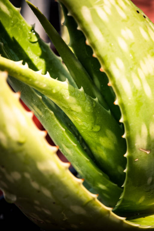 Aloe turkanensis - Alex Chow